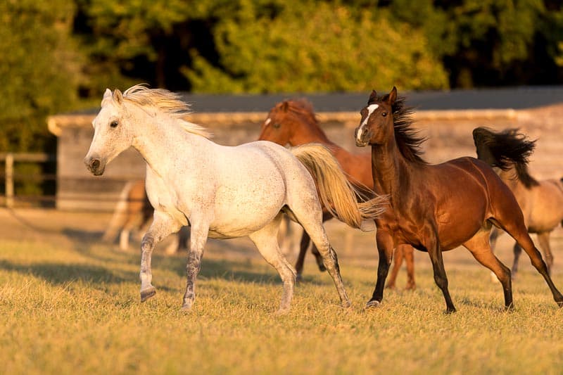 Guide ultime du premier cheval : checklist, budget et pièges à éviter ...